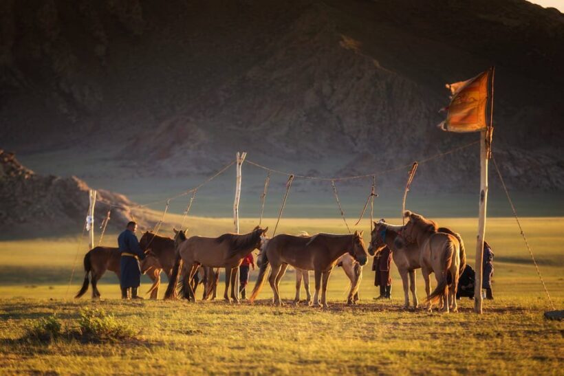 From Ulaanbaatar: Day Trip to Hustai National Park - The Experience from Travelers’ Perspectives