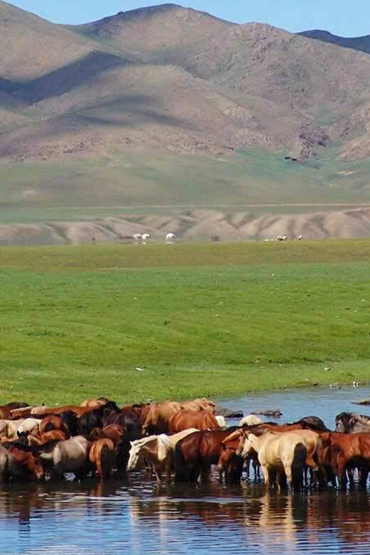 From Ulaanbaatar: Day Trip to Hustai National Park - Who Will Love This Tour?