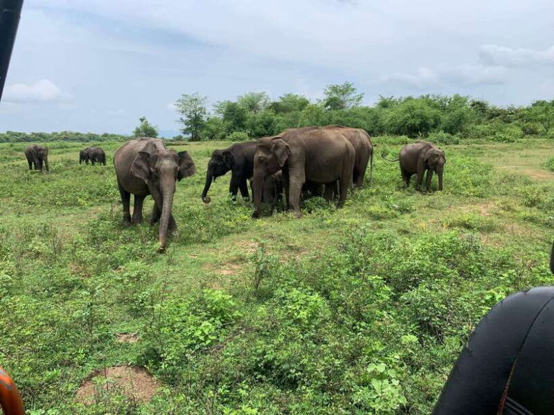 From Unawatuna: Udawalawe National Park Safari with transfer - The Journey Begins: Pickup and Transfer from Unawatuna