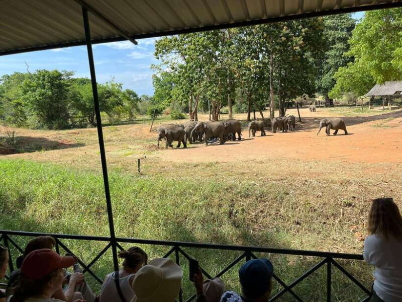 From Unawatuna: Udawalawe National Park Safari with transfer - First Stop: Udawalawe Elephant Transit Home