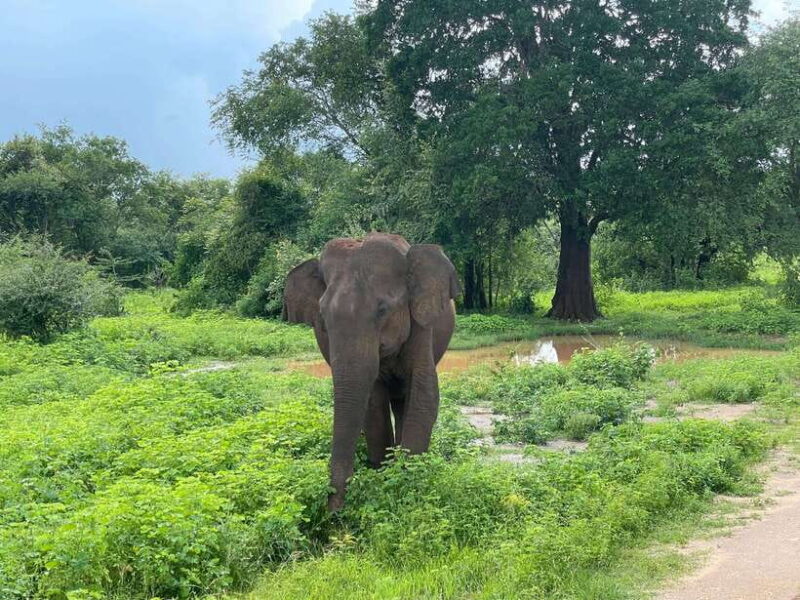 From Unawatuna: Udawalawe National Park Safari with transfer - Authenticity and the Experience