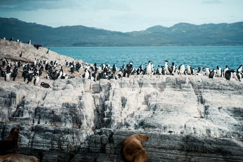 From Ushuaia: Beagle Channel Catamaran Tour - FAQ