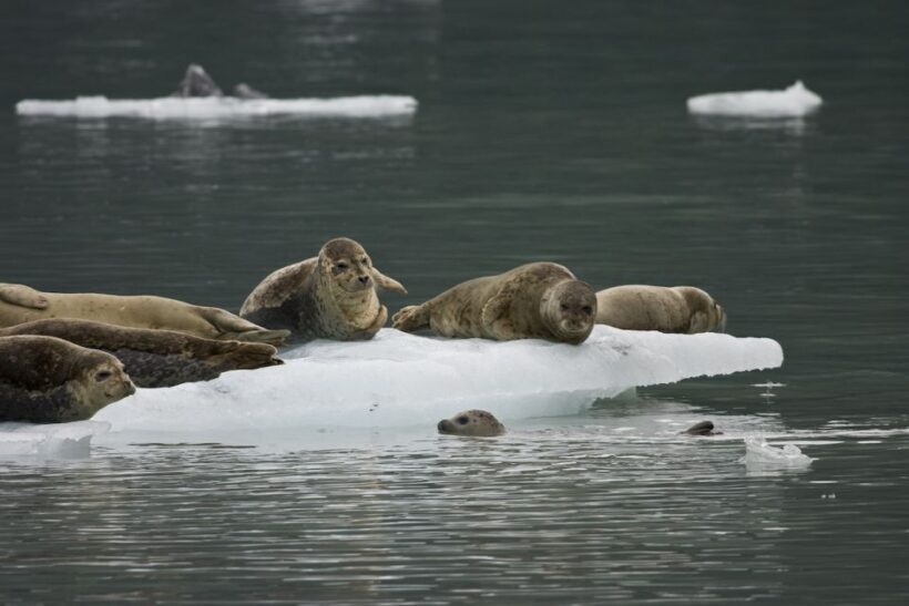 From Valdez: 7.5-hour Meares Glacier & Wildlife Cruise - Conclusions: Who Will Love This Tour?