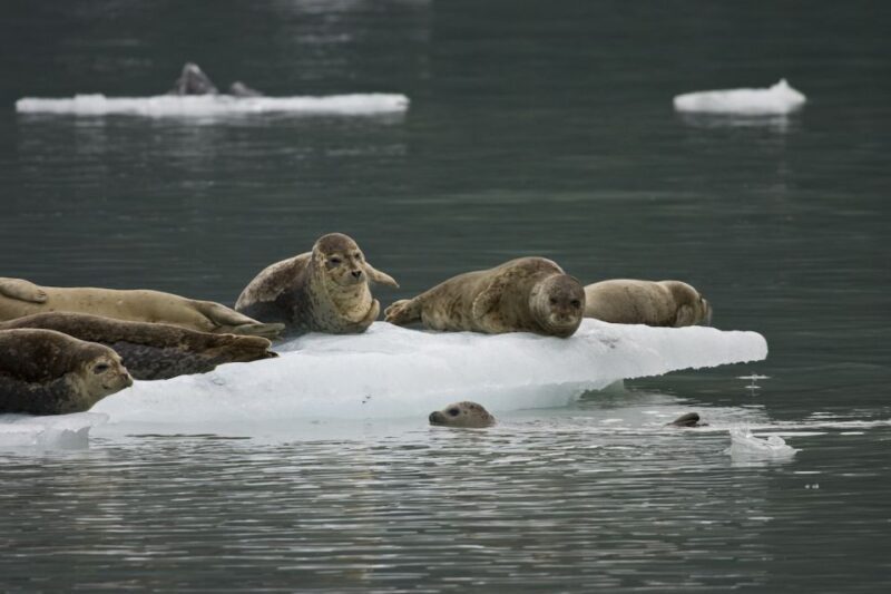 From Valdez: 7.5-hour Meares Glacier & Wildlife Cruise - FAQ