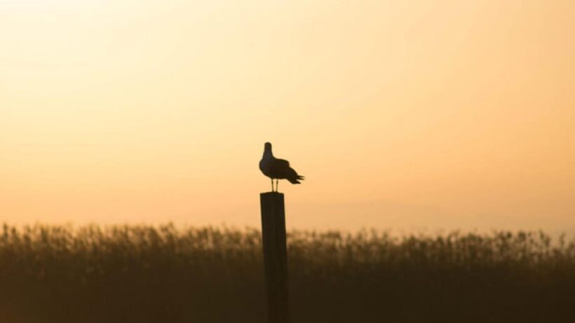 From Valencia: Albufera Day Trip with Boat Tour and Transfer - Authentic Experiences Highlighted in Reviews