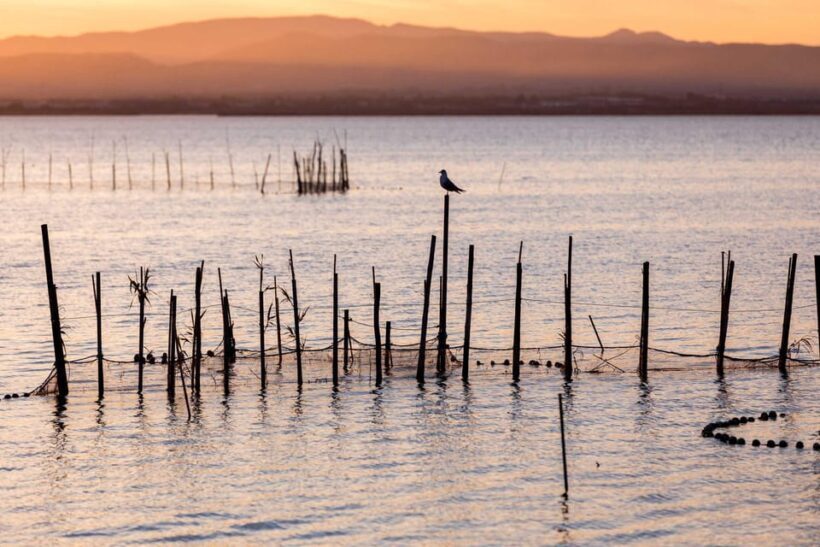 From Valencia: Albufera Natural Park with Sunset Boat Tour - What Past Travelers Say