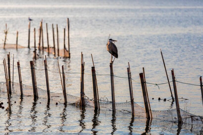 From Valencia: Albufera Natural Park with Sunset Boat Tour - FAQ