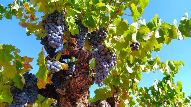 From Valencia: Requena Wine Tour with Tastings - Frequently Asked Questions