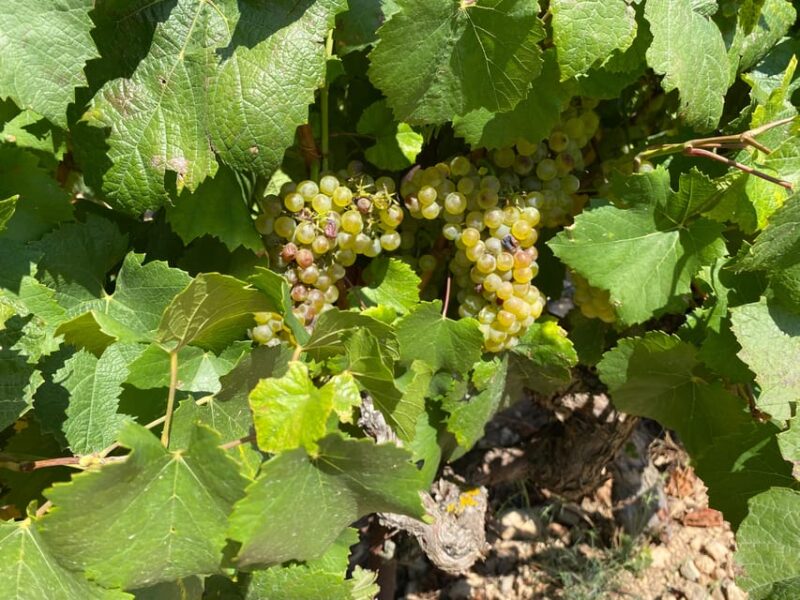 From Valencia: Utiel-Requena Wine Tour and Traditional Lunch - What Makes This Tour Stand Out