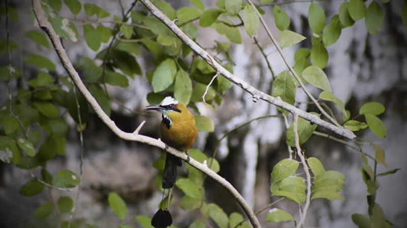 FROM VALLADOLID CHICHÉN ITZÁ + 2 CENOTES (PRIVATE TRANSPORTATION) - Why This Tour Works for Travelers