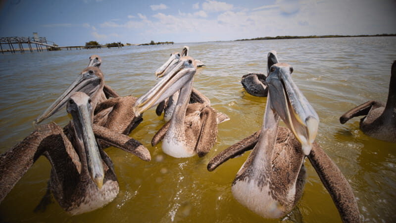 FROM VALLADOLID RIO LAGARTOS + LAS COLORADAS + CENOTE (COLECTIVO TOURISTIC) - Key Points