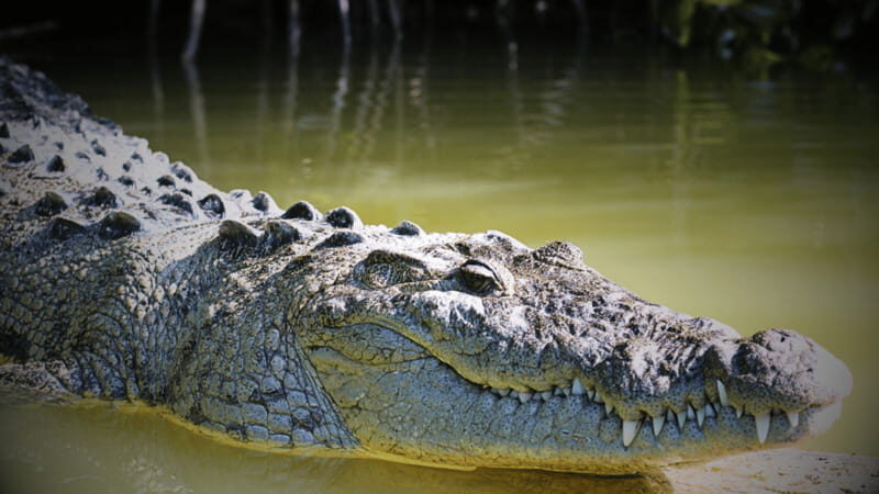 FROM VALLADOLID RIO LAGARTOS + LAS COLORADAS + CENOTE (COLECTIVO TOURISTIC) - Who Would Enjoy This Tour?