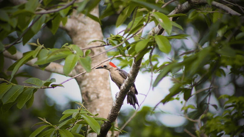 FROM VALLADOLID: VISIT EK' BALAM AND 2 CENOTES + AUTHENTIC MAYA FOOD - A Closer Look at the Experience
