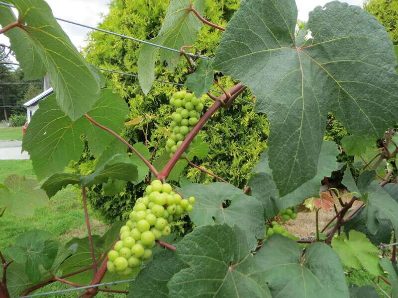 From Vancouver: Half-Day Fraser Valley Wine Tour - The Itinerary: A Day in Langley’s Wine Country