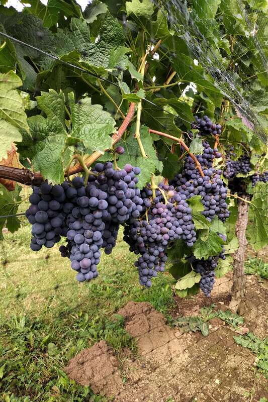 From Vancouver: Half-Day Fraser Valley Wine Tour - FAQs