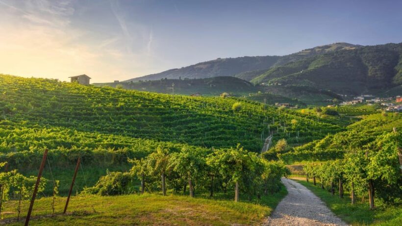 From Venice: Prosecco Full-Day Tour w/ Wine Tasting & Lunch - Exploring the Prosecco Region: What to Expect