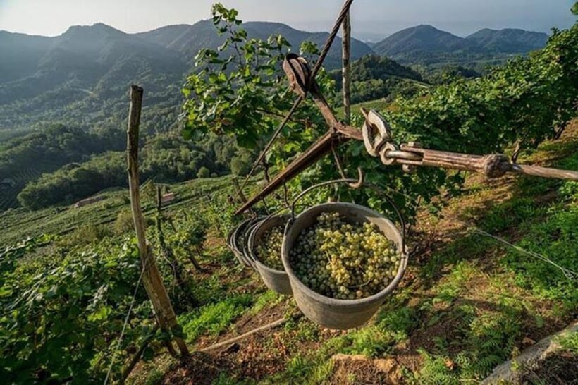 From Venice: Wine and Food tour in the Prosecco Hills - In Summary