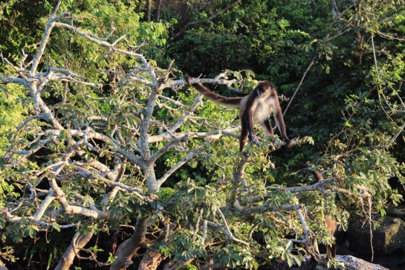 From Veracruz: Catemaco, Nature, Waterfalls & Monkeys Tour - The Sum Up