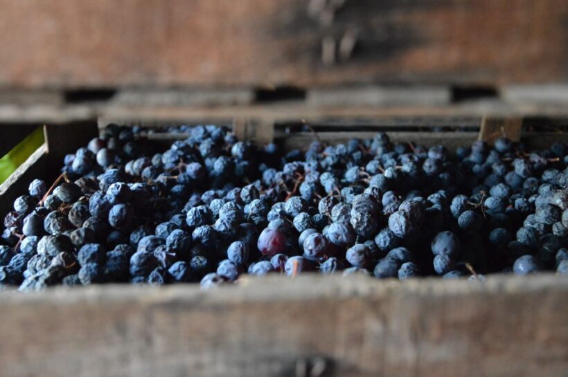 From Verona: Amarone Half-Day Wine Tasting Tour - FAQ