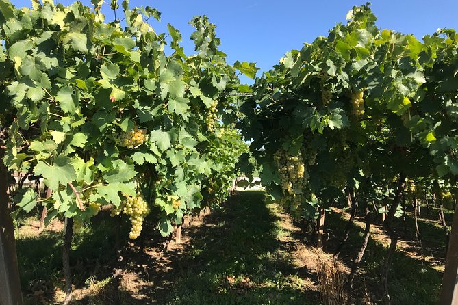 From Verona: Prosecco & Classic method sparkling wine tour, with light lunch - FAQ