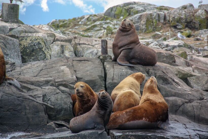 From Victoria: Whale Watching Marine Wildlife Excursion - The Itinerary and Experience