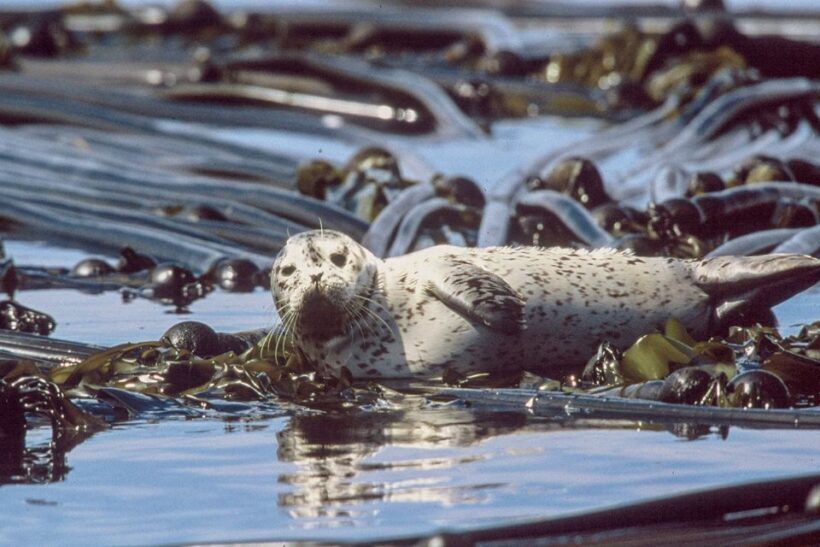 From Victoria: Whale Watching Marine Wildlife Excursion - Comfort and Practical Details
