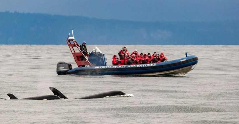 From Victoria: Whale Watching Marine Wildlife Excursion - What the Reviews Say