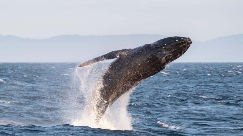 From Victoria: Whale Watching Marine Wildlife Excursion - Pricing and Value