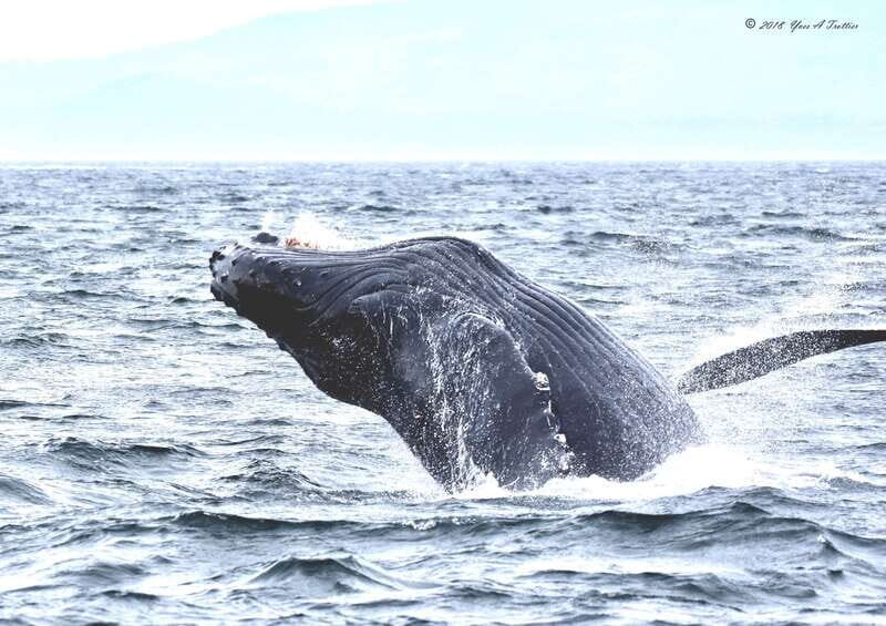 From Victoria: Whale Watching Tour by Zodiac Boat - Detailed Review of the Whale Watching Experience