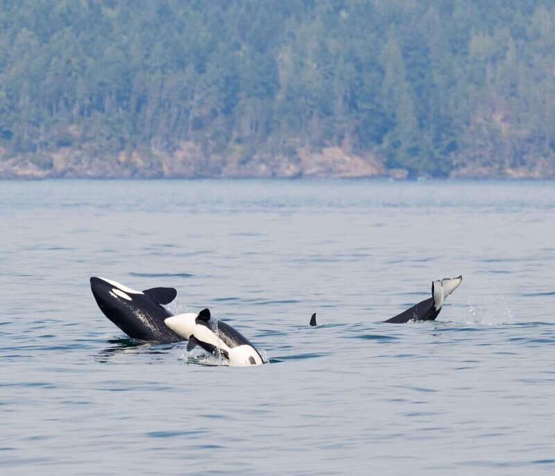 From Victoria: Whale Watching Trip on Covered Boat - Key Points