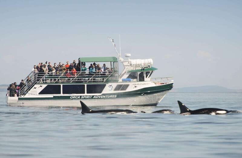 From Victoria: Whale Watching Trip on Covered Boat - An In-Depth Look at the Victoria Whale Watching Experience