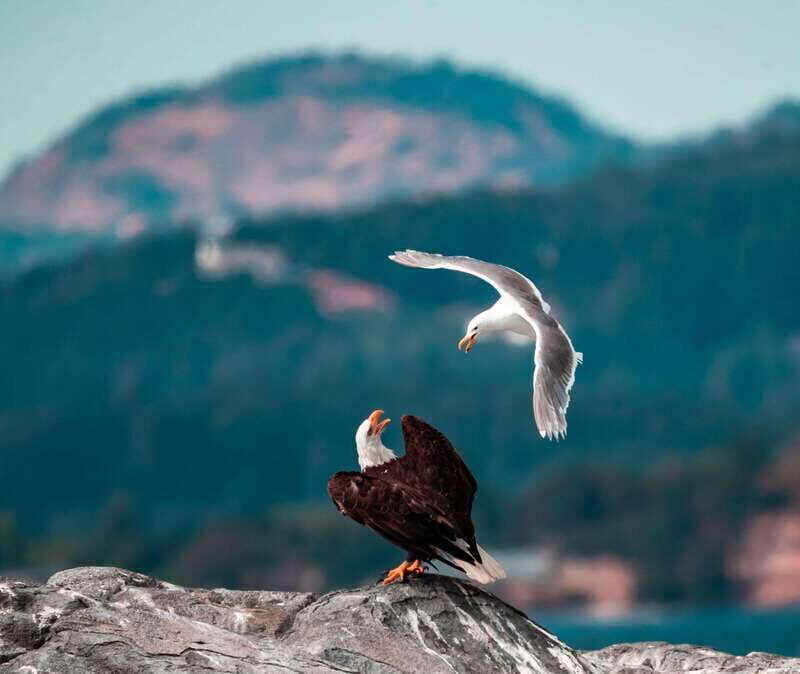 From Victoria: Whale Watching Trip on Covered Boat - FAQ