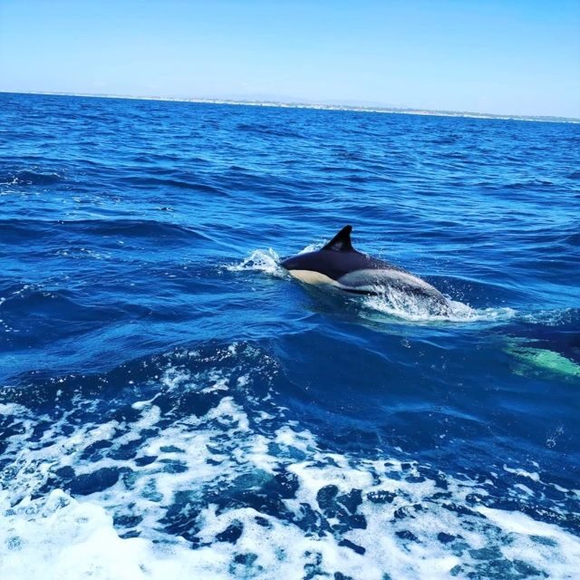 From Vilamoura: 2.5-Hour Benagil Cave and Dolphins Boat Tour - Who Will Enjoy This Tour?