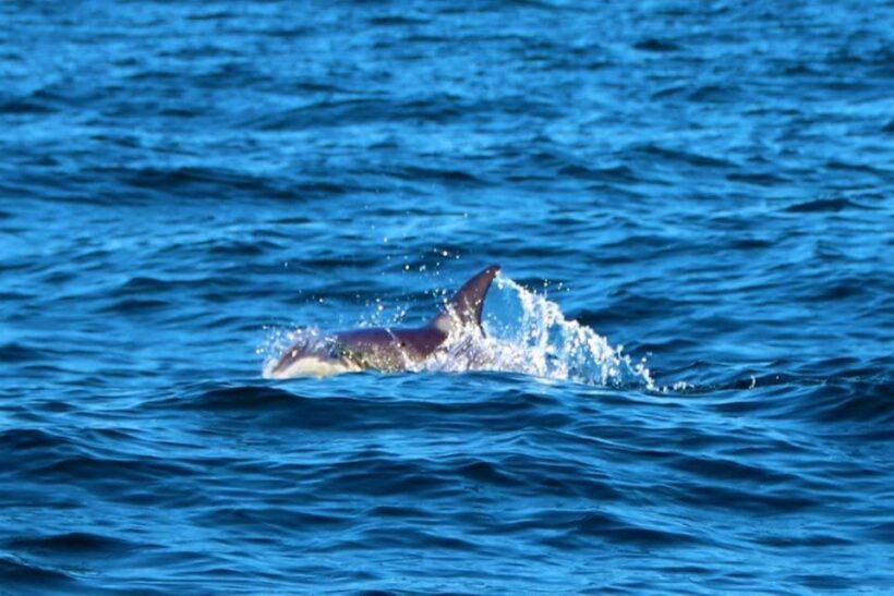 From Vilamoura: 2.5-Hour Benagil Cave and Dolphins Boat Tour - FAQ
