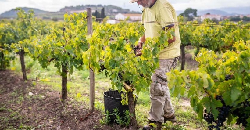 From Villa de Leyva: Vineyard Tour - Key Points