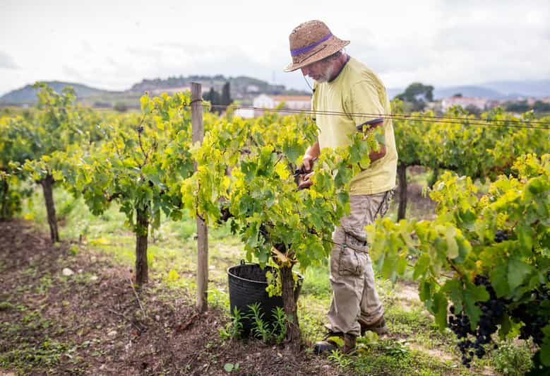 From Villa de Leyva: Vineyard Tour - Final Thoughts