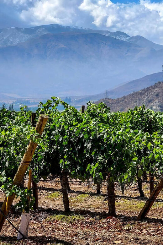 From Villa de Leyva: Vineyard Tour - FAQs