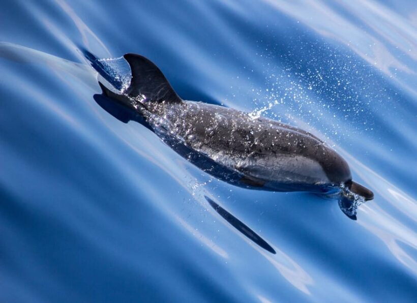 From Villefranche-sur-Mer: Guided Dolphin-Watching Tour - From Villefranche-sur-Mer: Guided Dolphin-Watching Tour