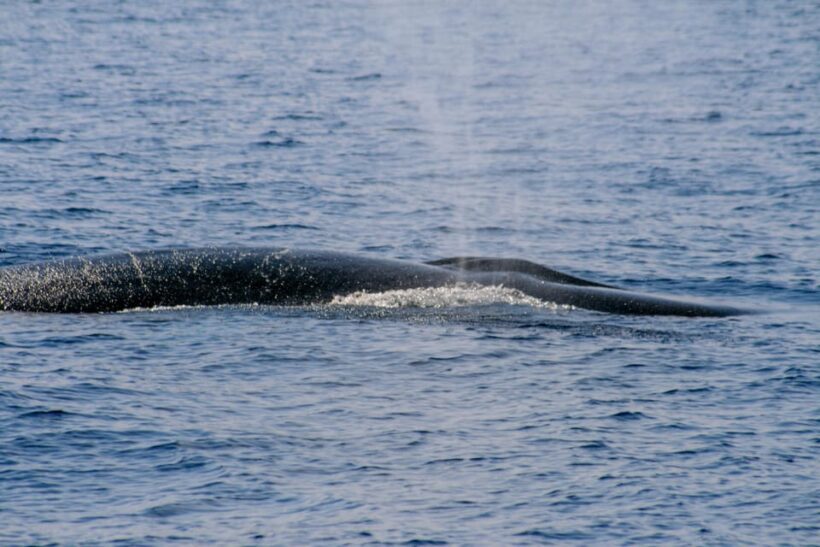 From Villefranche-sur-Mer: Guided Dolphin-Watching Tour - What’s Included and What’s Not