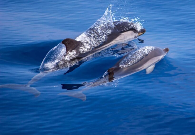 From Villefranche-sur-Mer: Guided Dolphin-Watching Tour - Honest Appraisal Based on Reviews