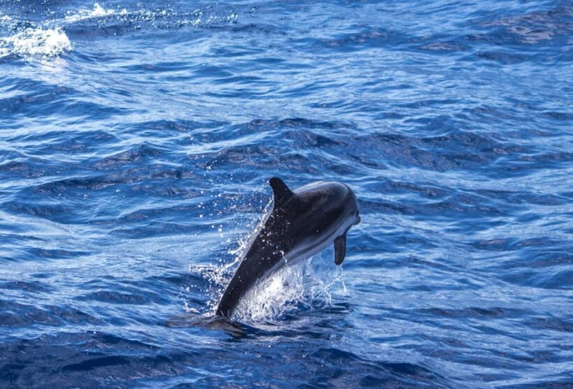 From Villefranche-sur-Mer: Guided Dolphin-Watching Tour - Frequently Asked Questions