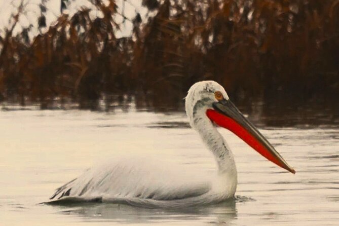 From Virpazar: Birdwatching and Photography on Skadar Lake - Guides and Educational Value
