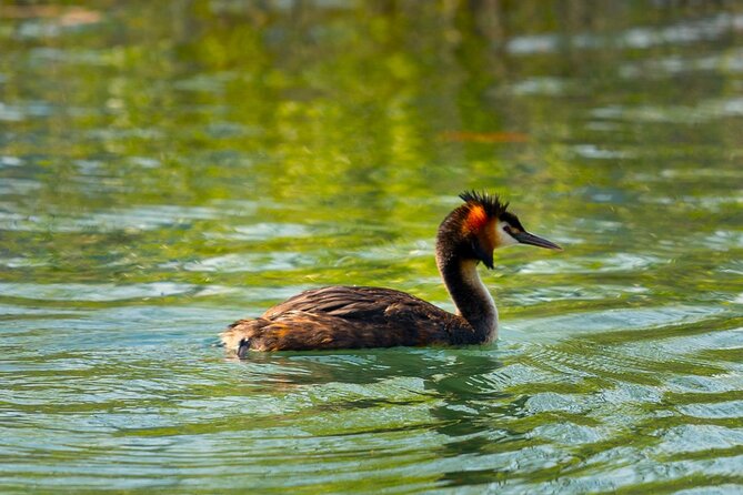 From Virpazar: Birdwatching and Photography on Skadar Lake - Who Is This Tour Best For?