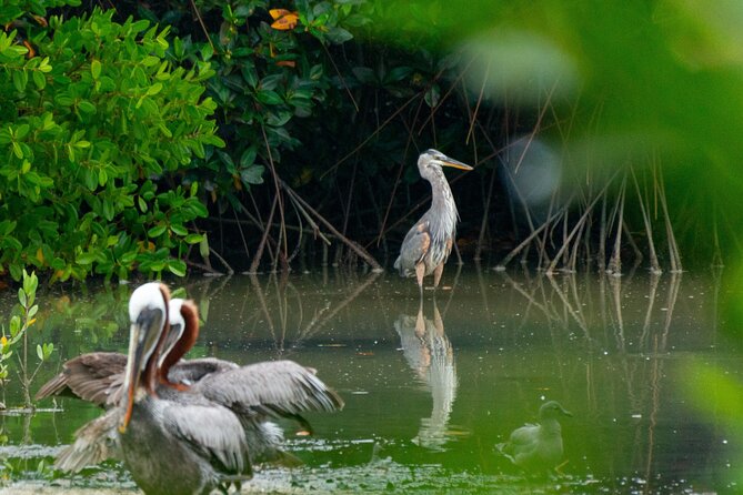 From Virpazar: Birdwatching and Photography on Skadar Lake - FAQ