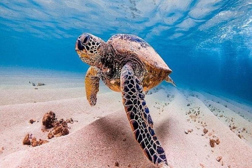From Waikiki: Oahu Grand Circle Island Experience - An In-Depth Look at the Tour Itinerary
