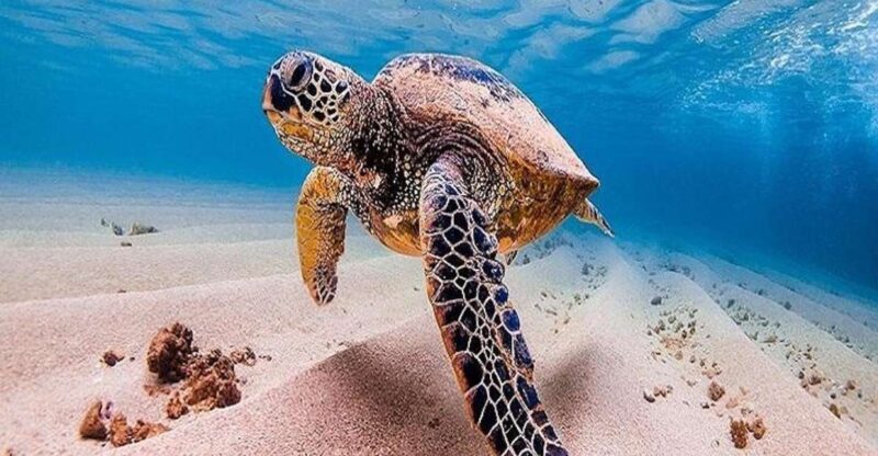 From Waikiki: Oahu Grand Circle Island Experience - The Sum Up