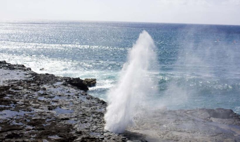 From Waikiki: Oahu Scenic Half-Day Circle Island Tour - Key Points
