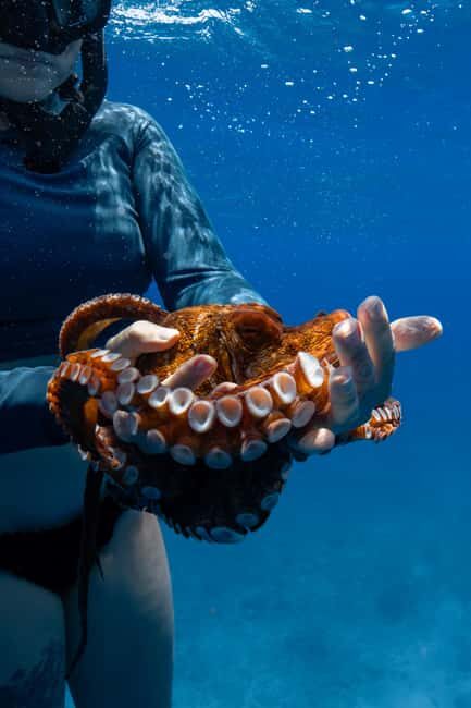 From Waikiki: Turtle Canyon Snorkeling Tour - Who Will Love This Tour?
