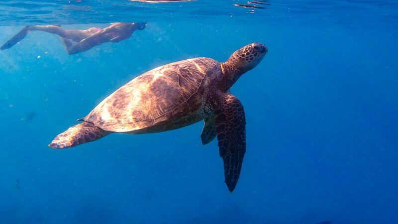 From Waikiki: Turtle Canyon Snorkeling Tour - The Itinerary in Detail