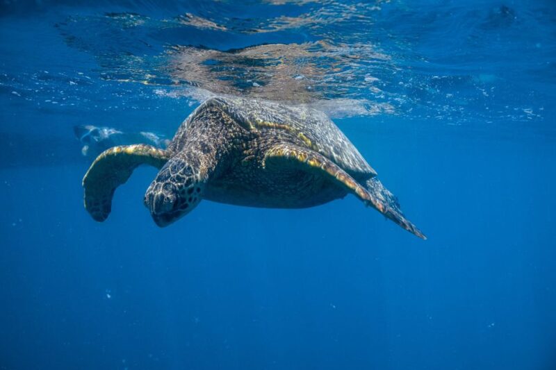 From Waikiki: Turtle Canyon Snorkeling Tour - What Travelers Say